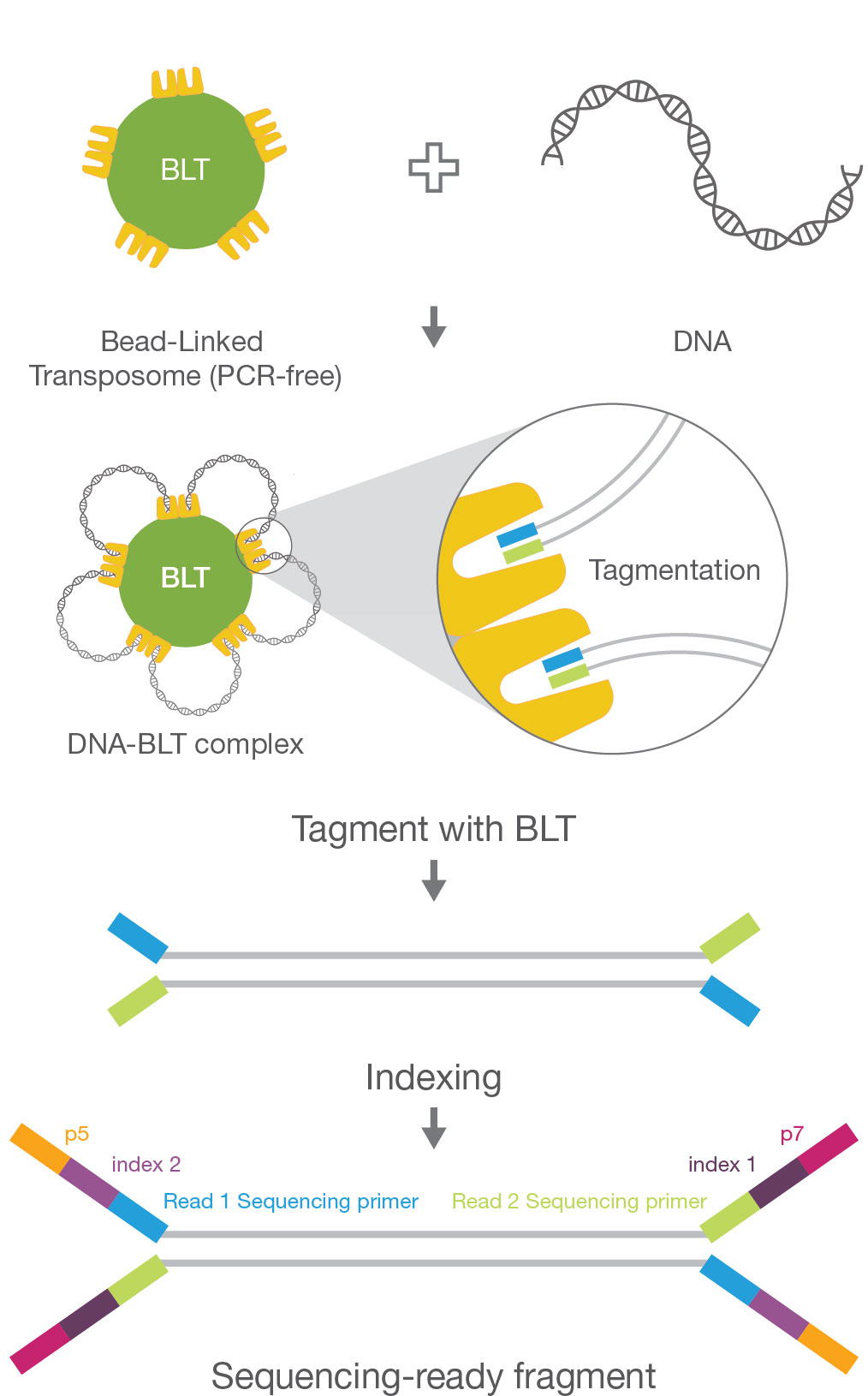 Illumina DNA PCR-Free Prep | For sensitive WGS applications